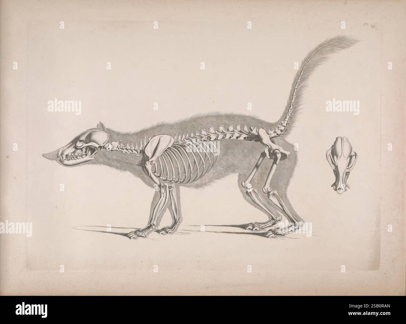 A detailed anatomical illustration of a canine skeleton, showcasing the ...