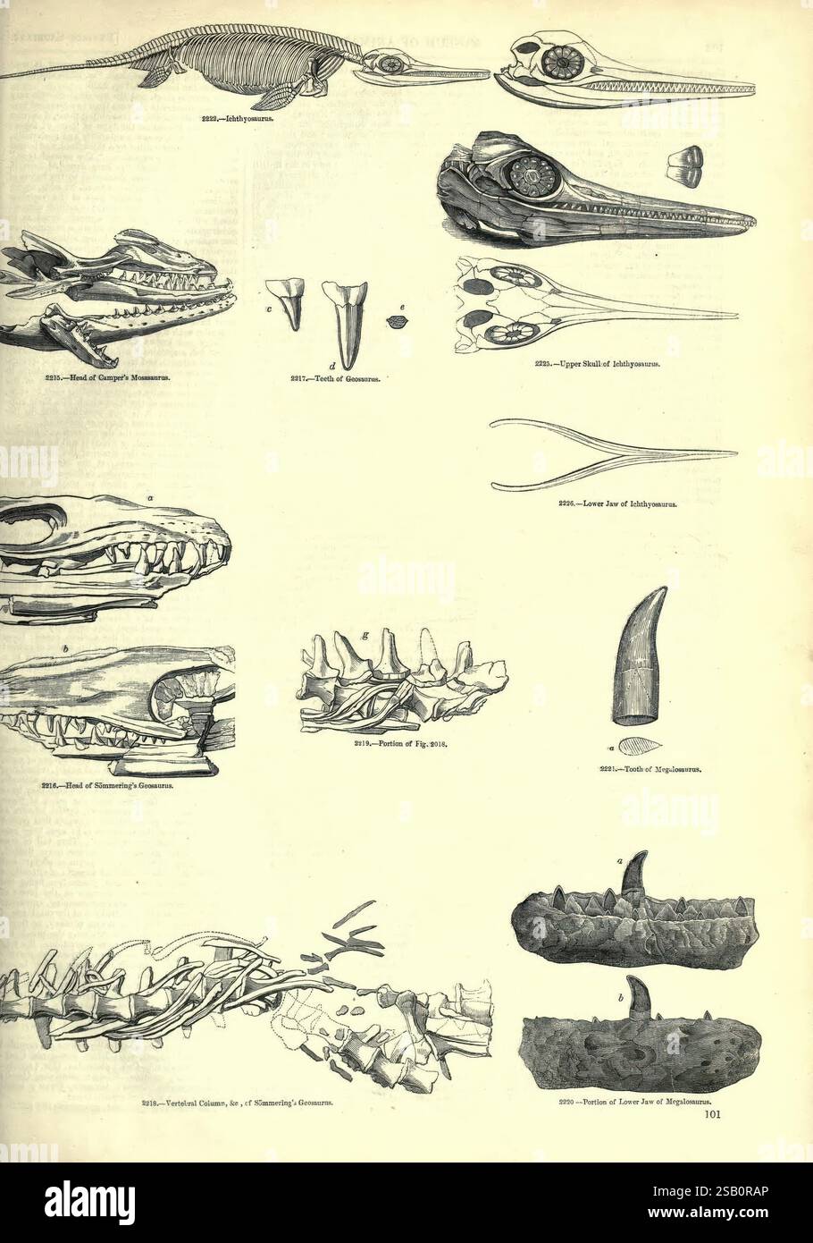 The, Pictorial, Museum, of, Animated, Nature, London, C. Cox, [1844 ...