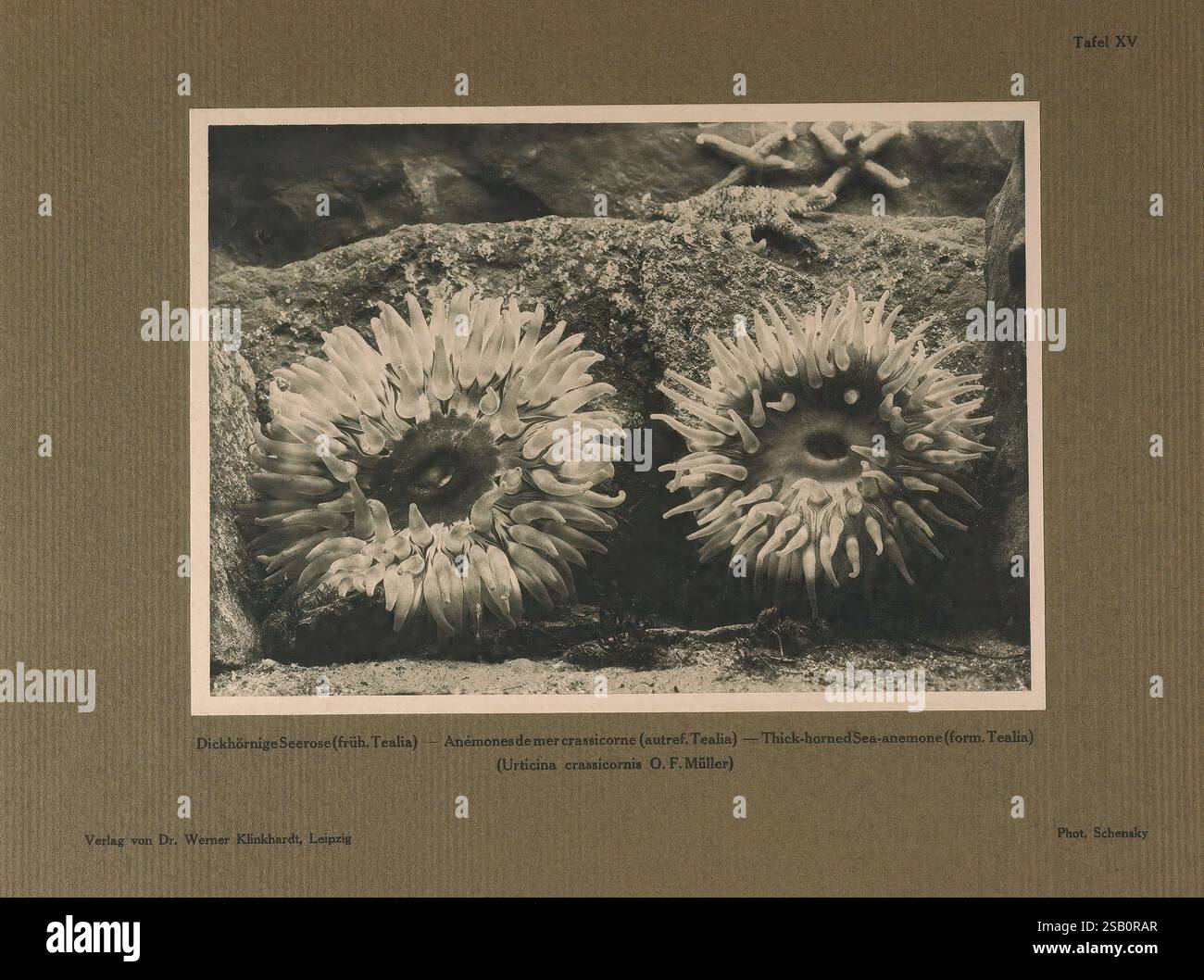 Tenia species hi-res stock photography and images - Alamy