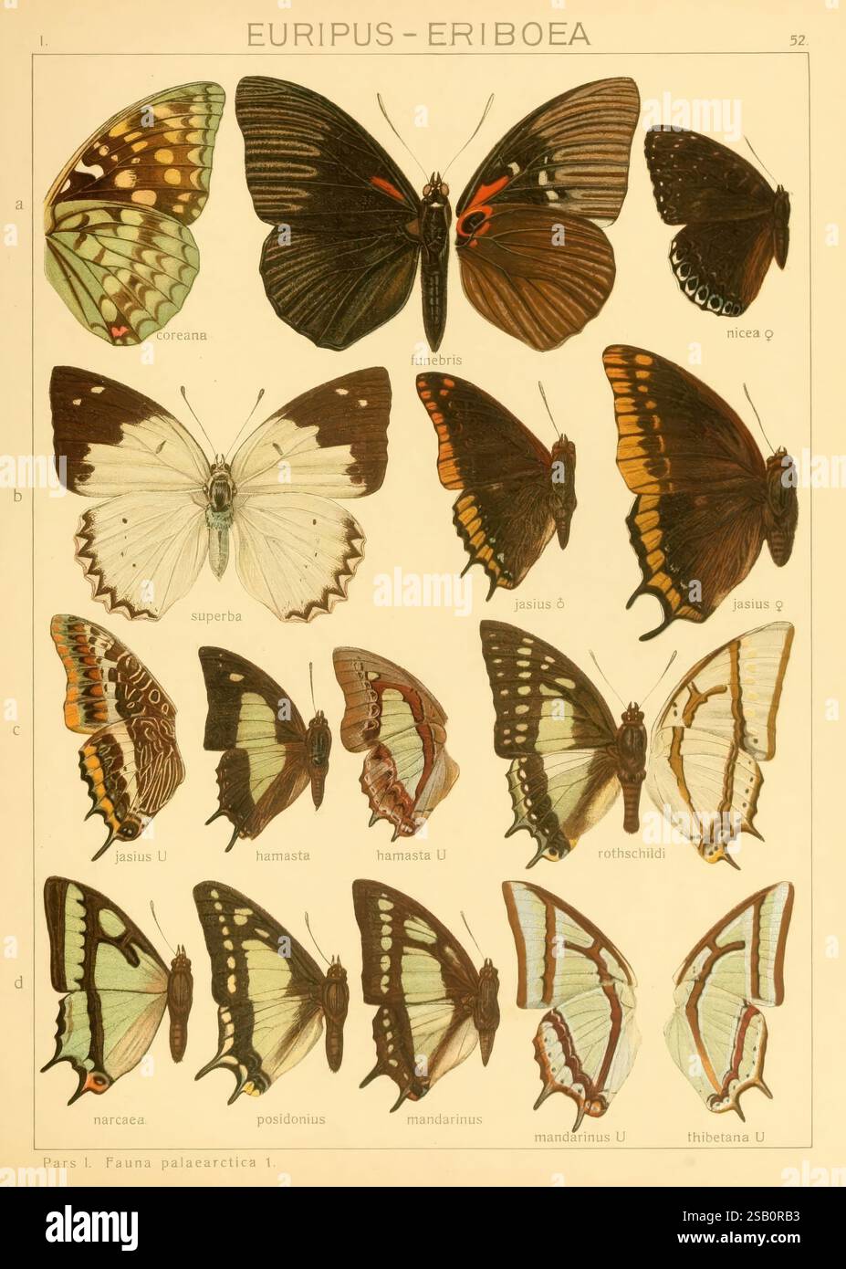 The Macrolepidoptera of the world, Stuttgart, Seitz'schen (Kernen ...