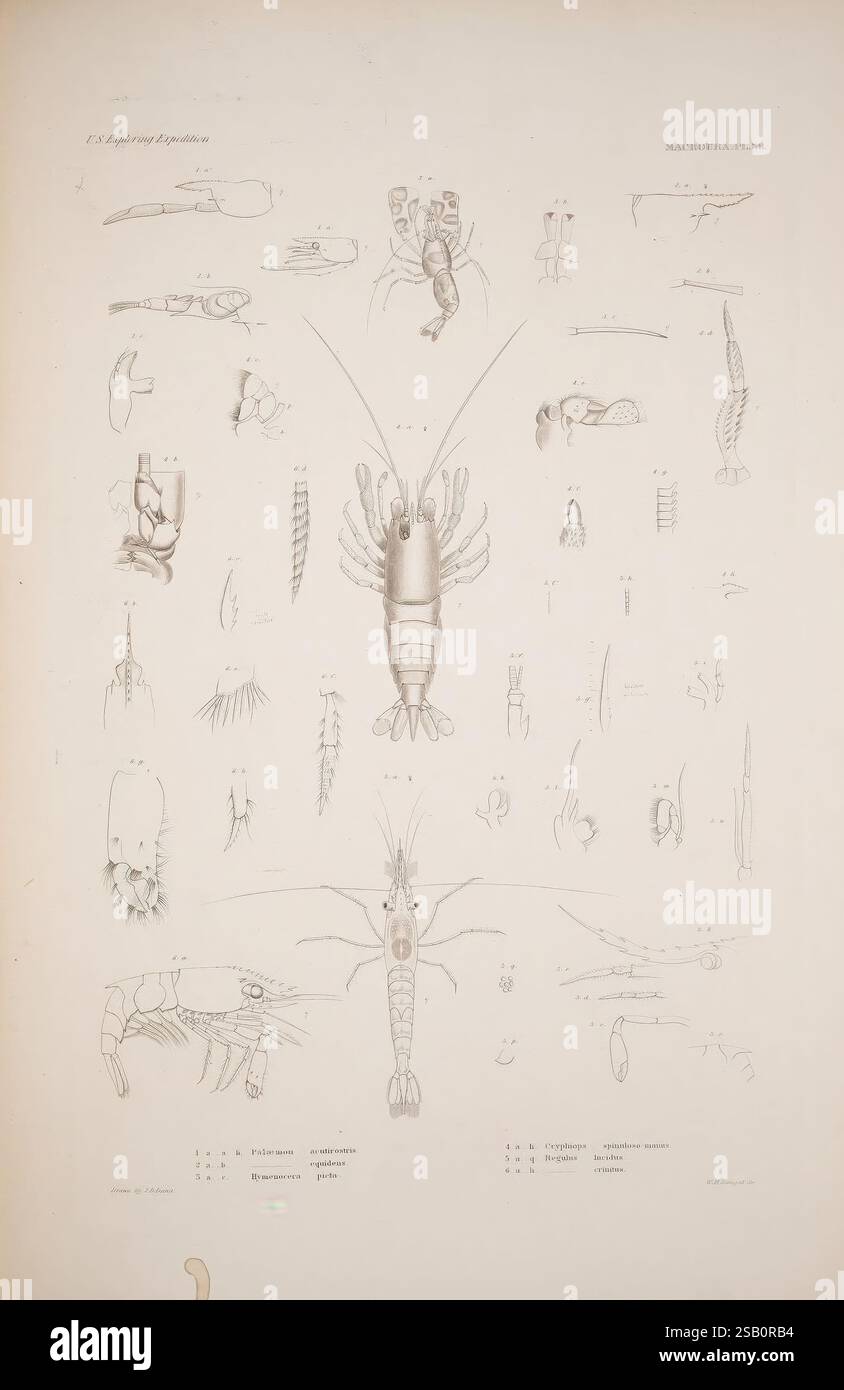 Crustacea Philadelphia Printed by C. Sherman 1852-55 [i.e. 1861 ...