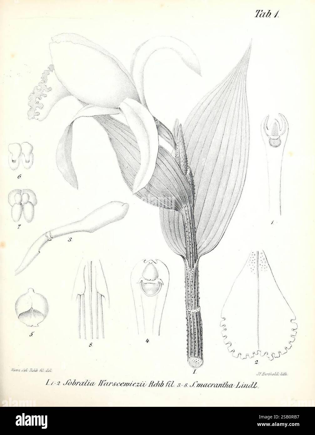 Beiträge zu einer Orchideenkunde Central-Amerika's Hamburg Druck von T ...