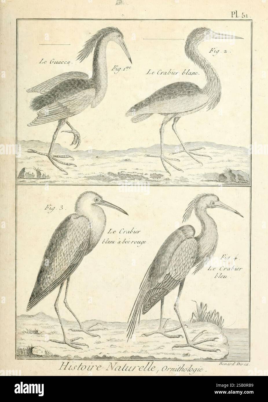 Featuring slightly different body shapes hi-res stock photography and ...