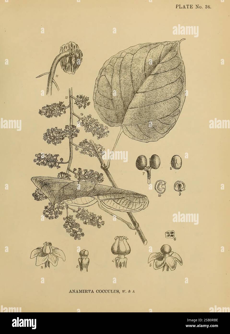 Indian medicinal plants, Bahadurganj, India, Sudhindra Nath Basu ...
