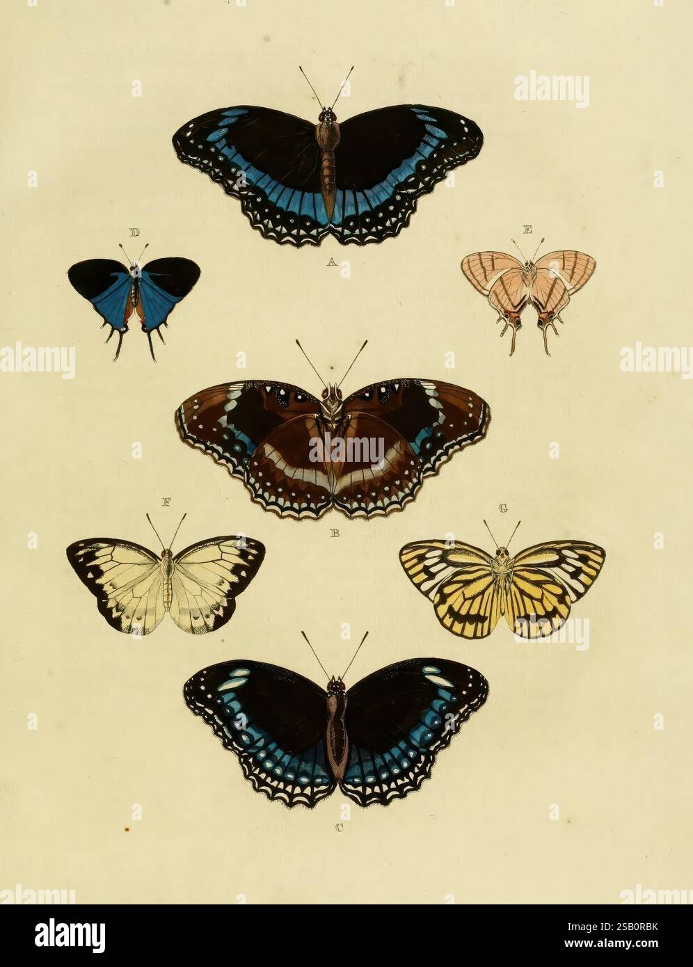 Butterfly varieties illustrate hi-res stock photography and images - Alamy