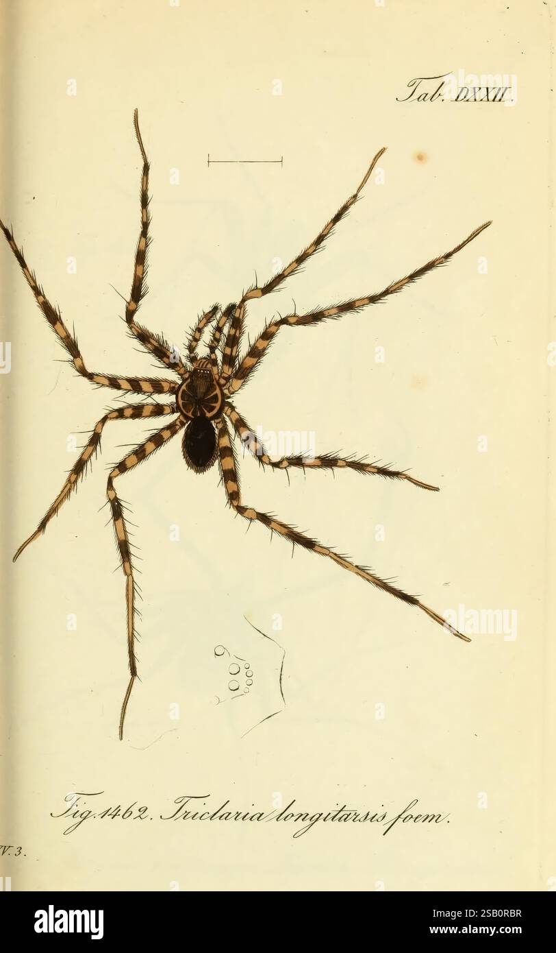 Spiders unique anatomical features hi-res stock photography and images ...