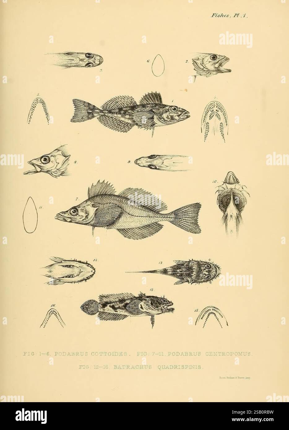 The Zoology of the voyage of H.M.S. Samarang, under the command of ...