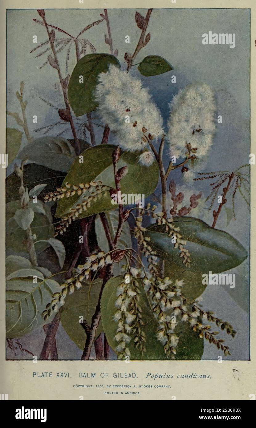 A guide to the trees, New York, F.A. Stokes, [c1900], trees, United ...