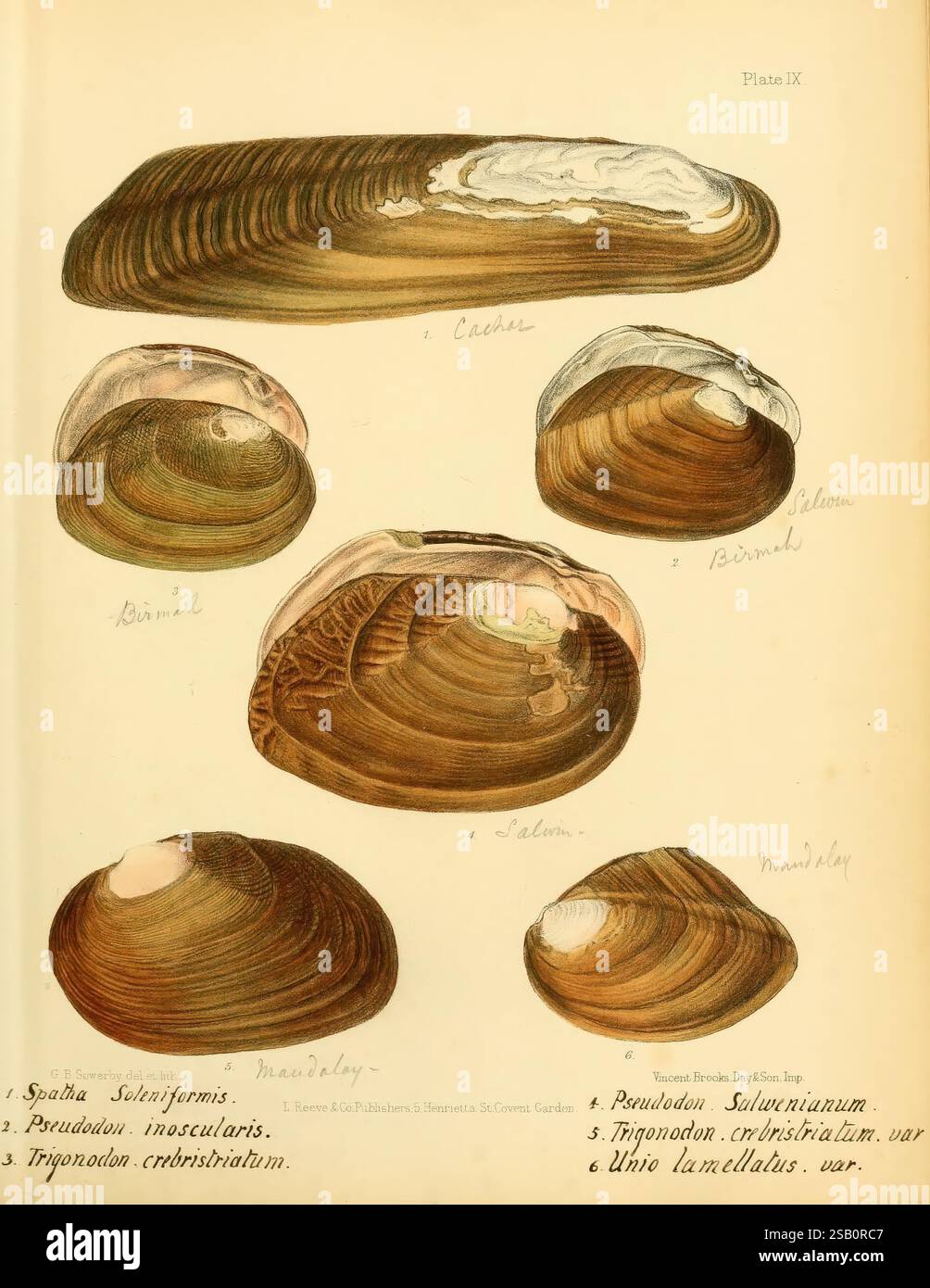 Trigonodon echinistriatum recognized hi-res stock photography and ...