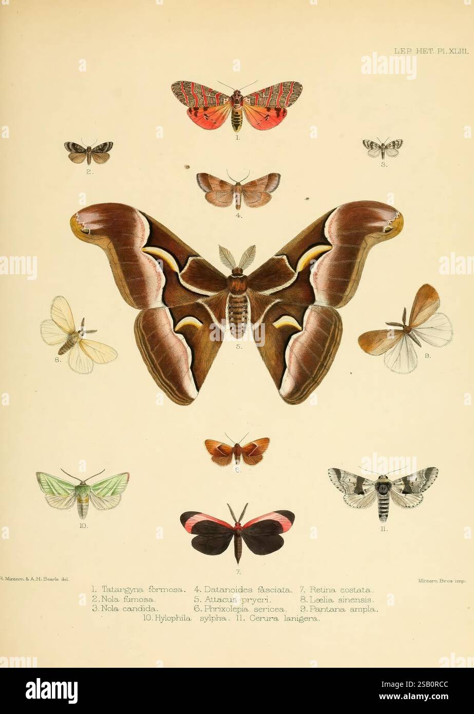 Illustrations, of, typical, specimens, of, Lepidoptera, Heterocera, in ...
