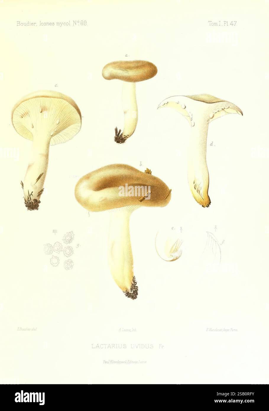 Additional faint illustrations hi-res stock photography and images - Alamy