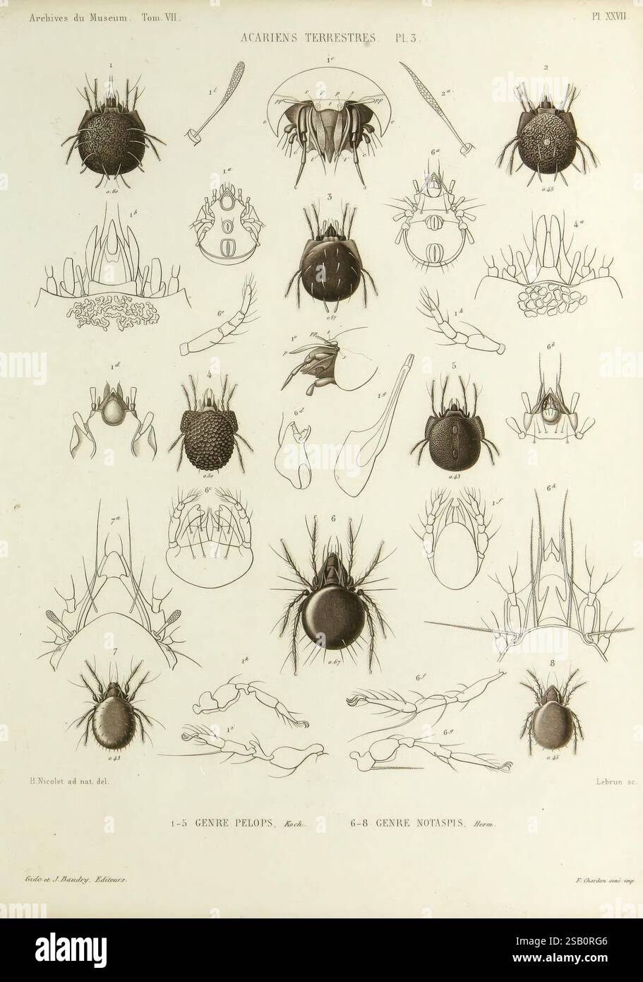 Histoire naturelle des acariens qui se trouvent aux environs de Paris ...