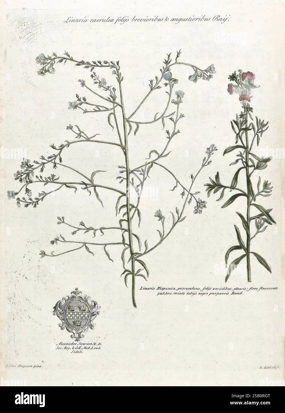 Pronounced floral characteristics hi-res stock photography and images ...