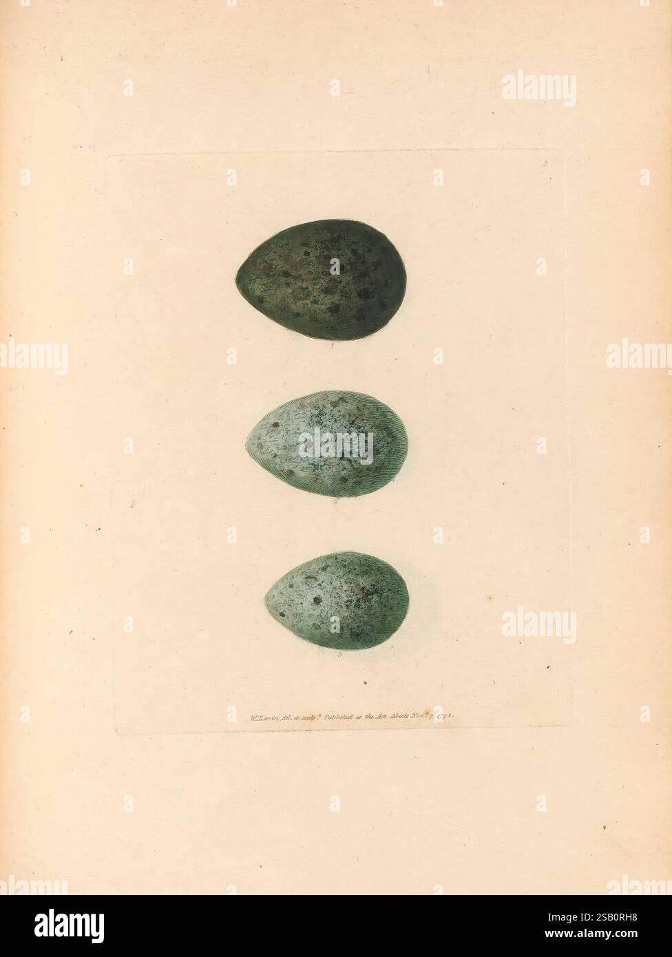 Eggs unique characteristics hi-res stock photography and images - Alamy