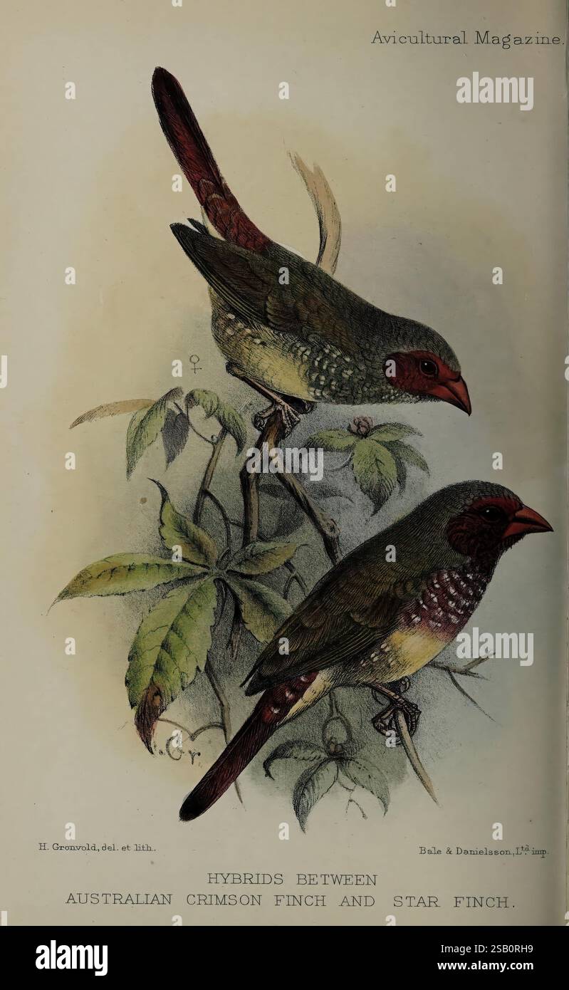 The, Avicultural, magazine, Ascot, Berkshire, Avicultural, Society ...