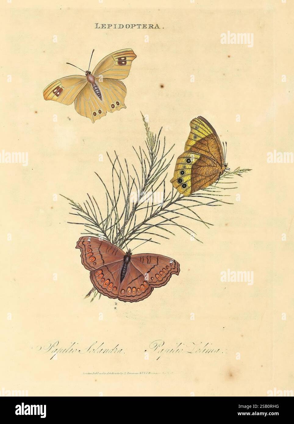 Papilio zelima hi-res stock photography and images - Alamy