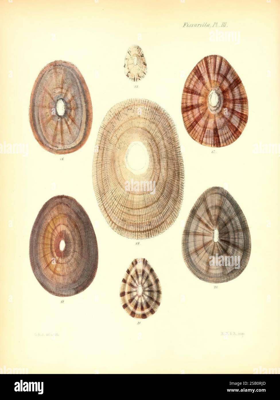 Conchologia iconica, or Illustrations of the shells of molluscous ...