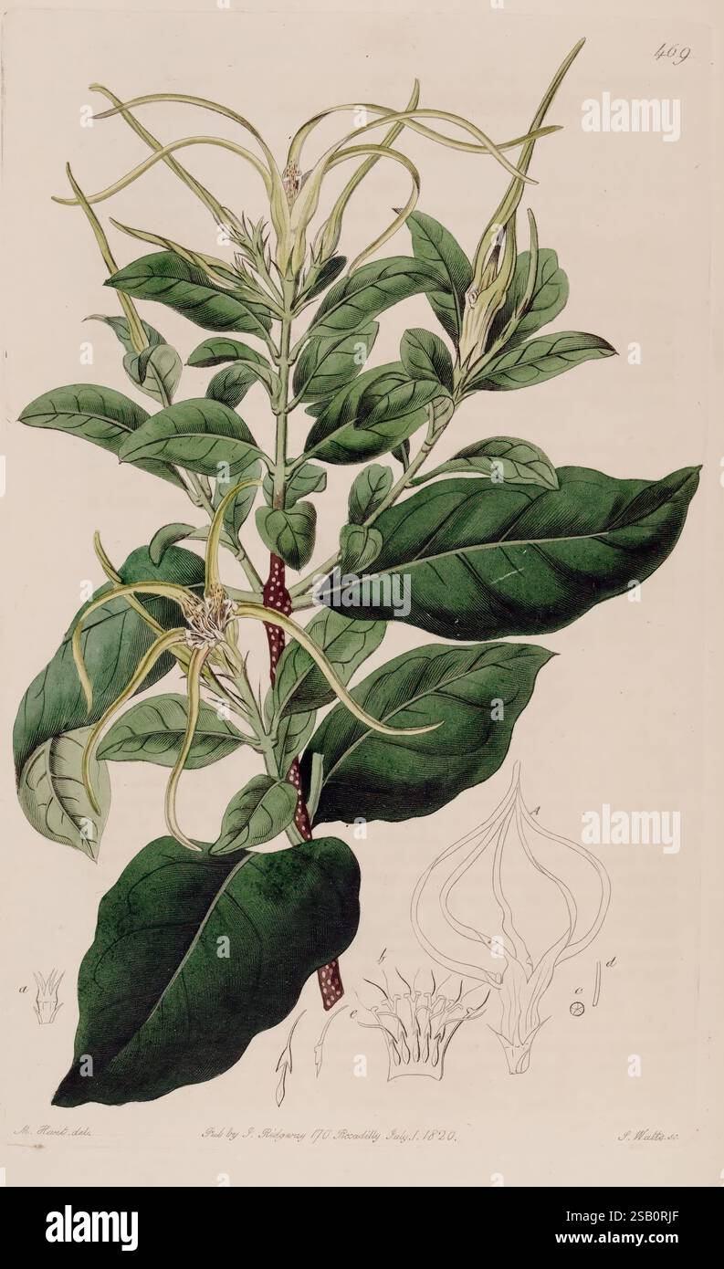 The Botanical Register, London, Printed for James Ridgway, 1815-1828 ...