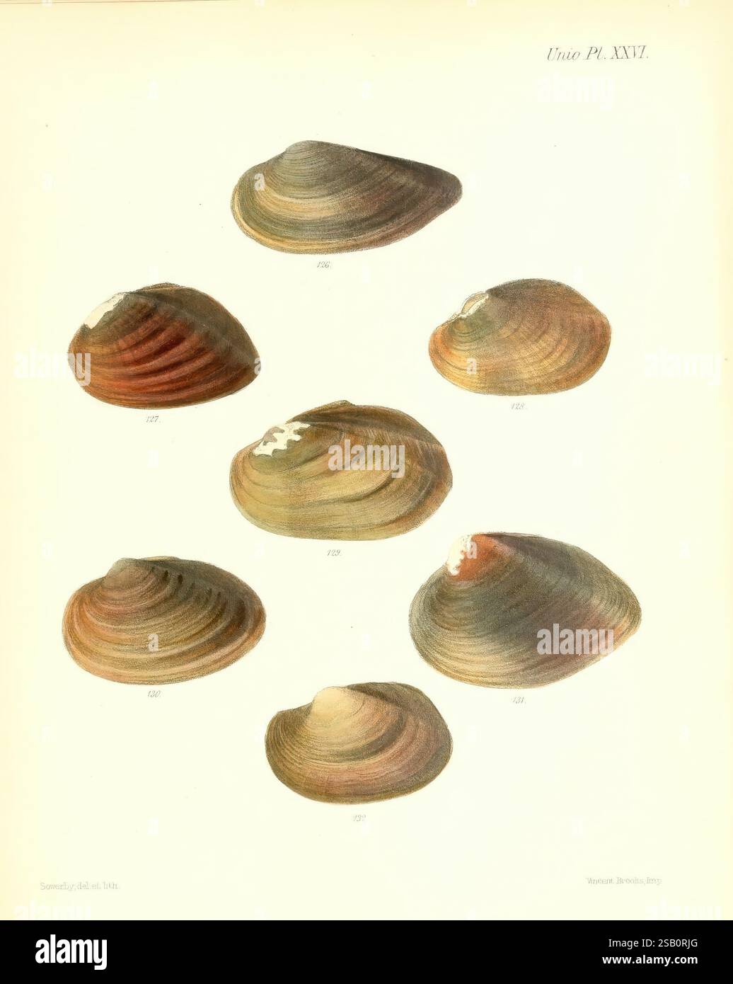 Clam showcases hi-res stock photography and images - Alamy