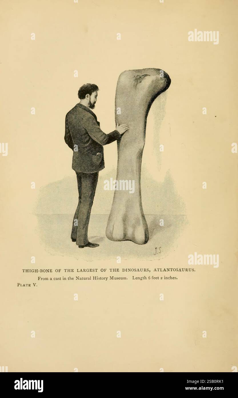 Prehistoric fascination hi-res stock photography and images - Alamy