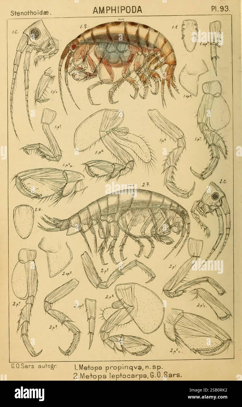 Larger amphipod hi-res stock photography and images - Alamy