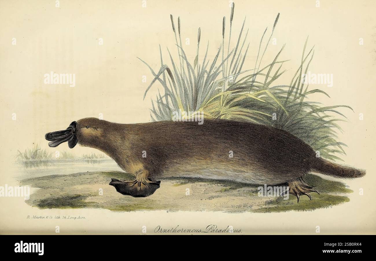 The Naturalist, London, R. Groombridge, 1837-1839, natural history ...