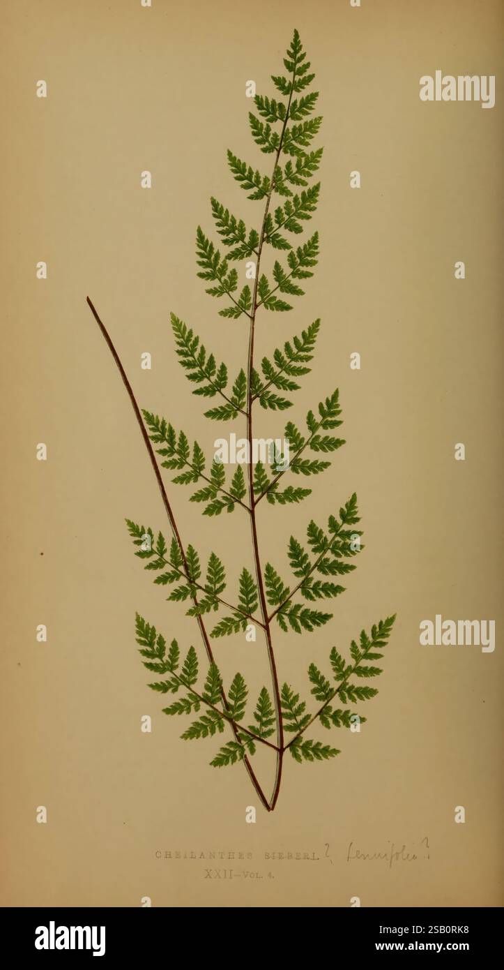 Ferns: British and exotic V.4 1856-60. Ferns, Cheilanthes Sieberi ...