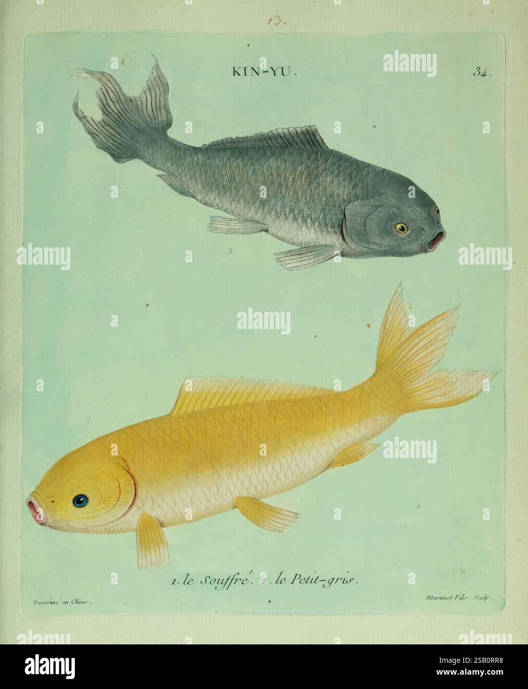 Upper fish exhibits hi-res stock photography and images - Alamy