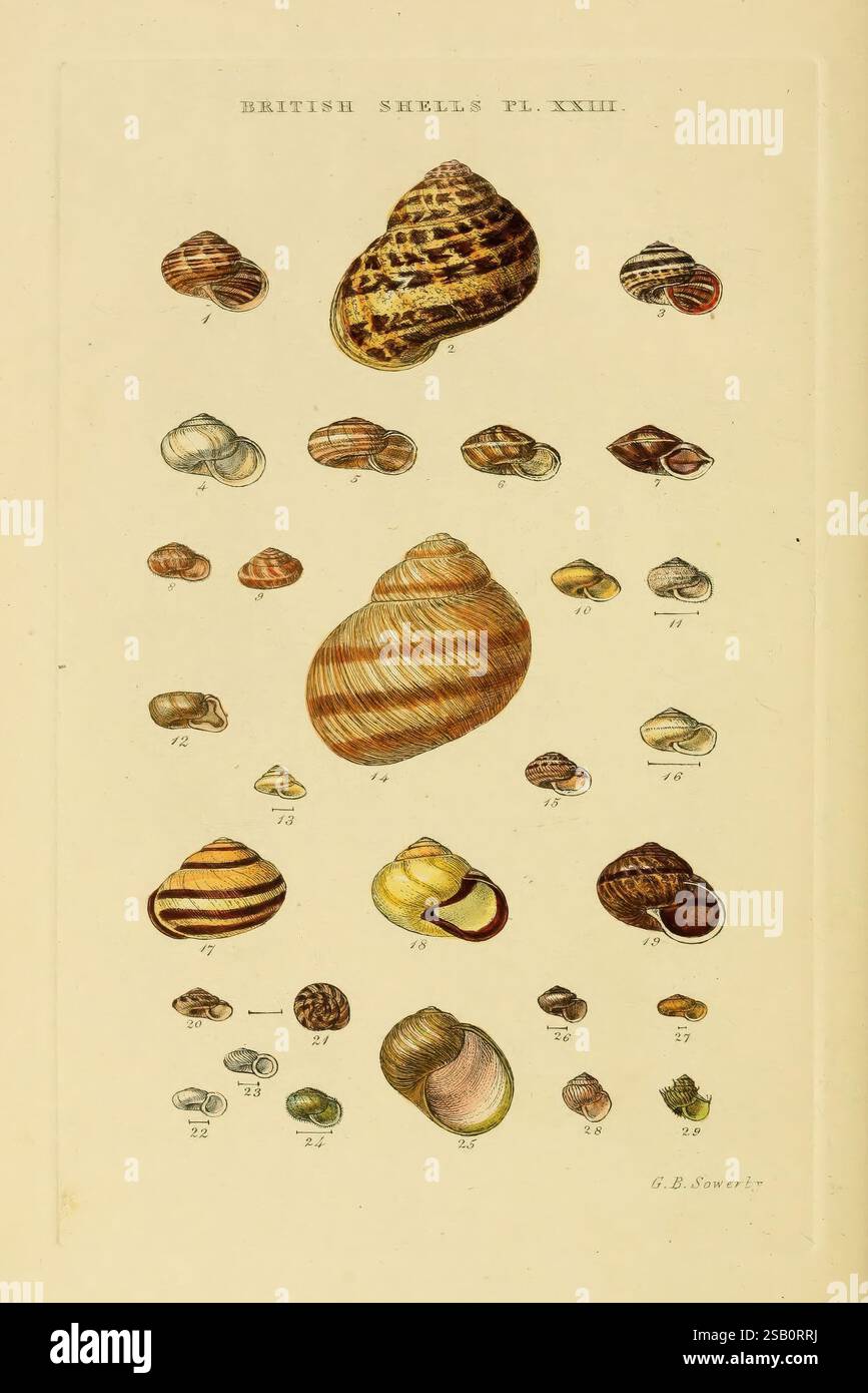 Illustrated, index, of, British, shells, London, Simpkin, Marshall, and ...
