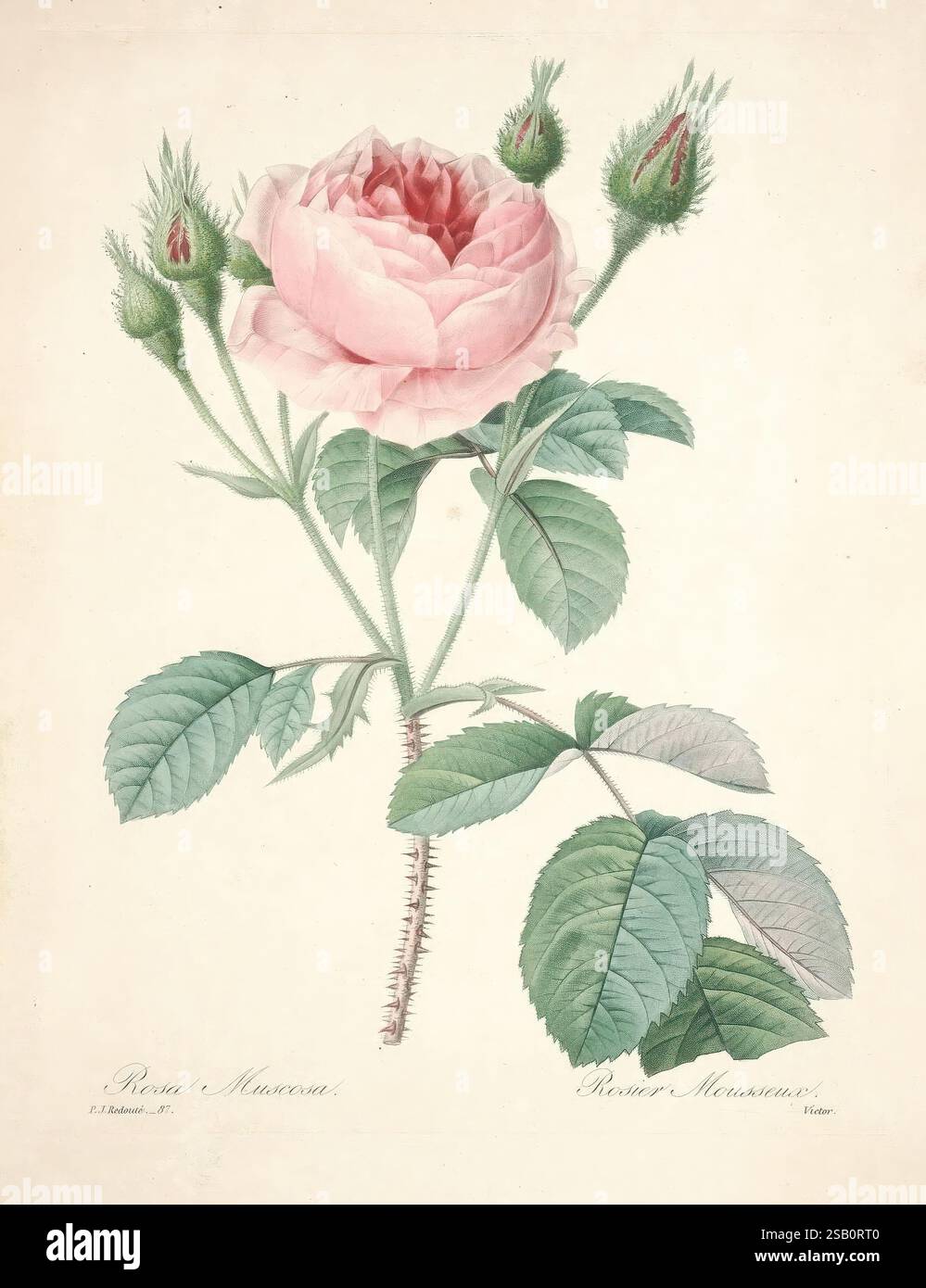 Unopened buds hinting hi-res stock photography and images - Alamy