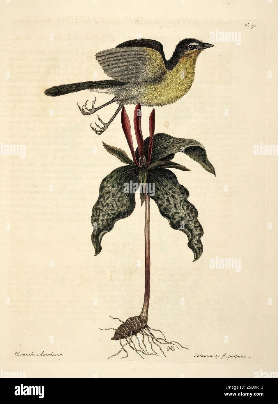 Spotted wake robin hi-res stock photography and images - Alamy