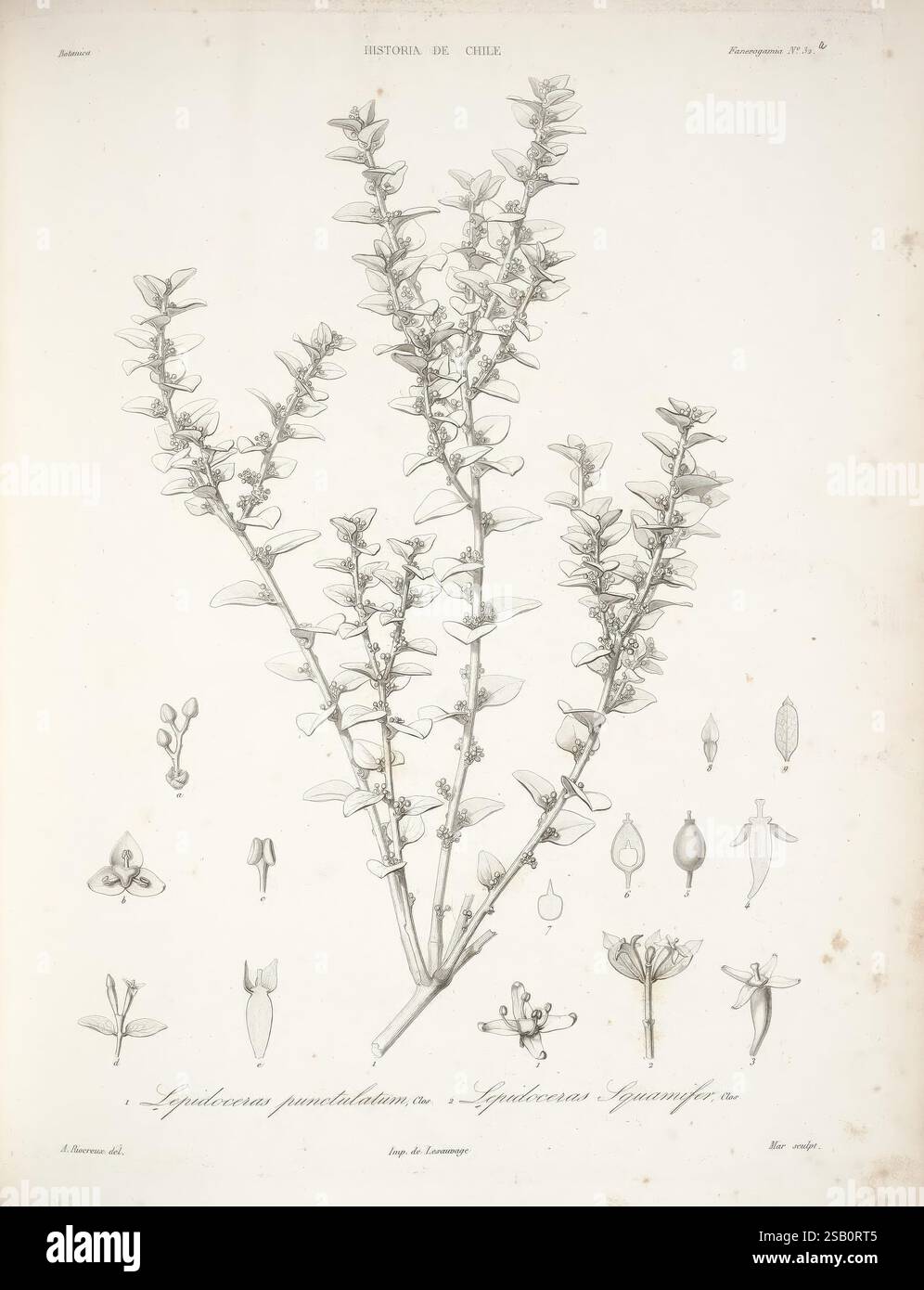 Lippia squarrosa hi-res stock photography and images - Alamy