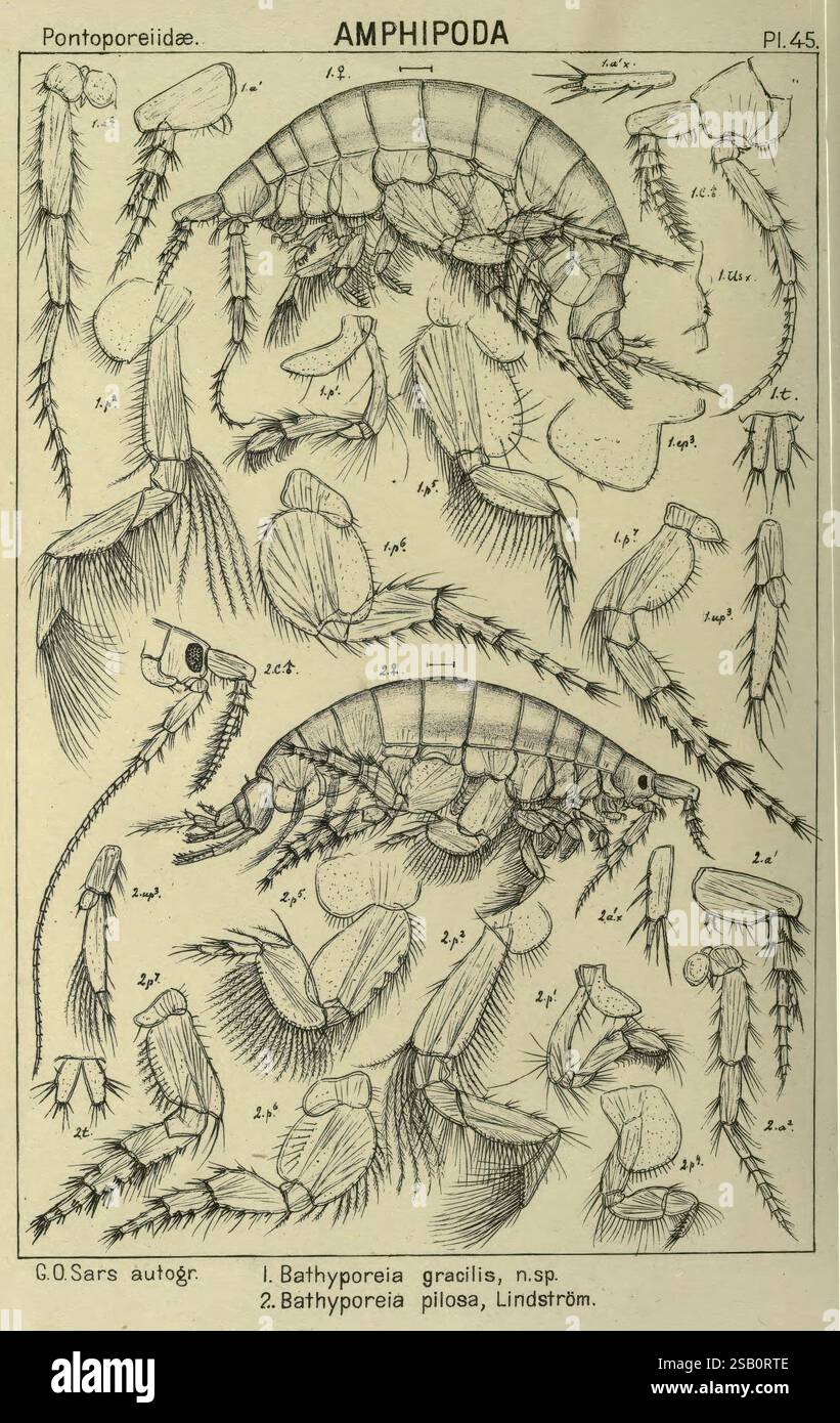 Amphipod order hi-res stock photography and images - Alamy