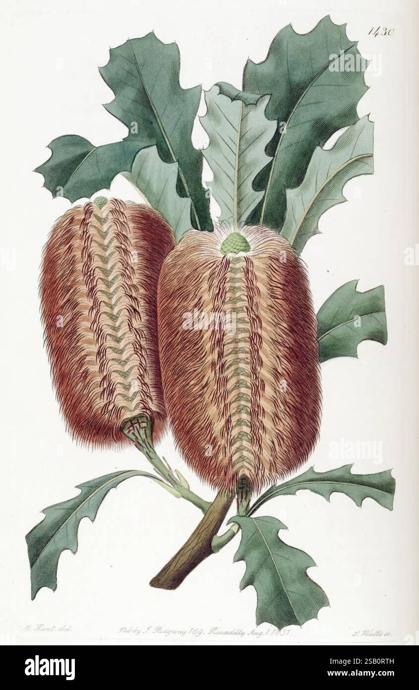 Fuzzy seed pods attached hi-res stock photography and images - Alamy