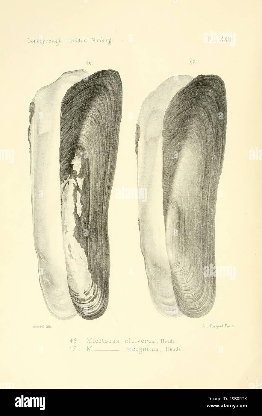 Illustration features two shells hi-res stock photography and images ...