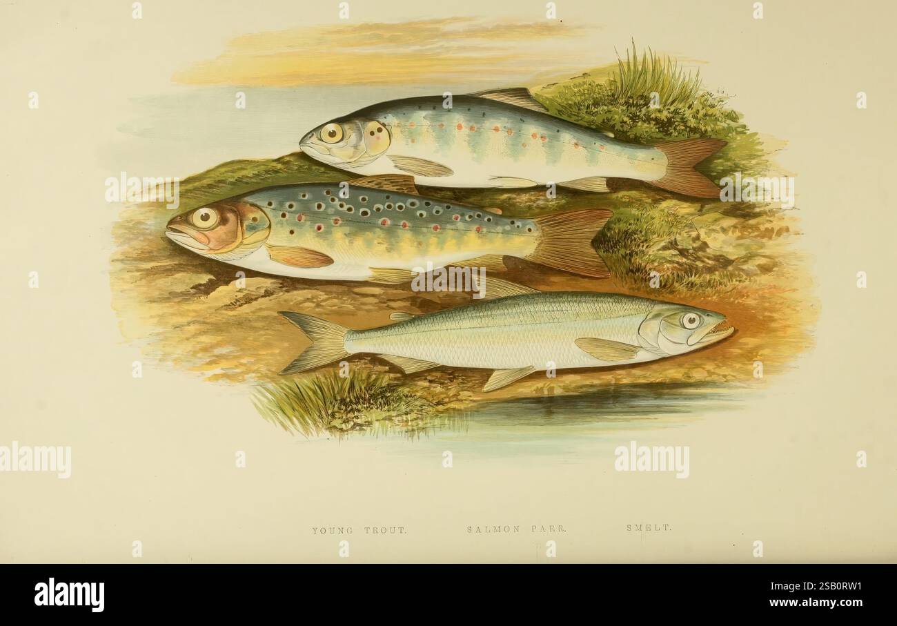 Colorful trout displays hi-res stock photography and images - Alamy