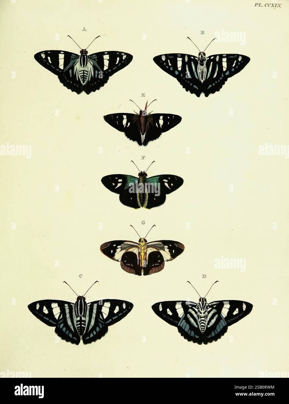 Top row features two butterflies labeled hi-res stock photography and ...