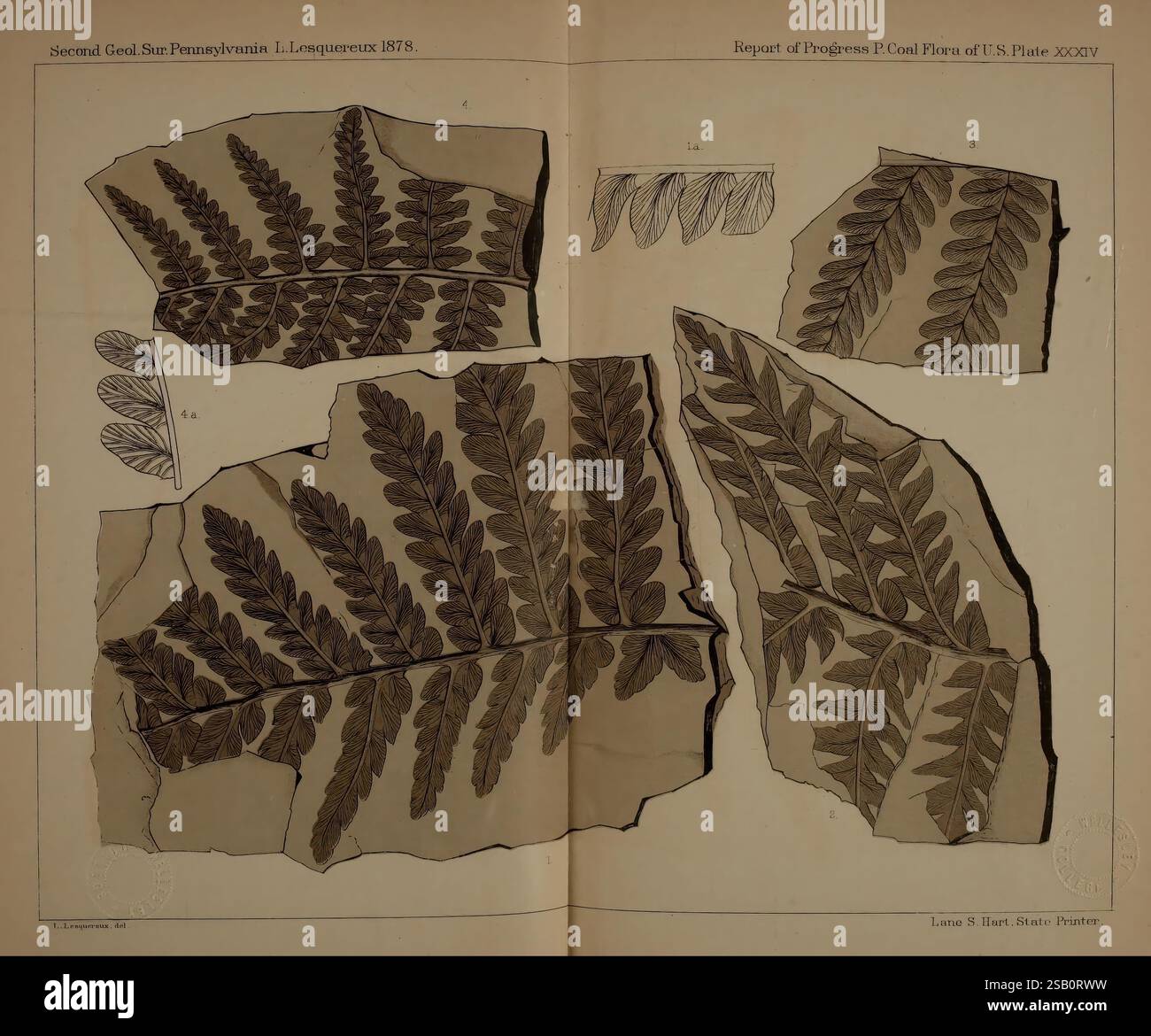 Fossilized fern united states hi-res stock photography and images - Alamy