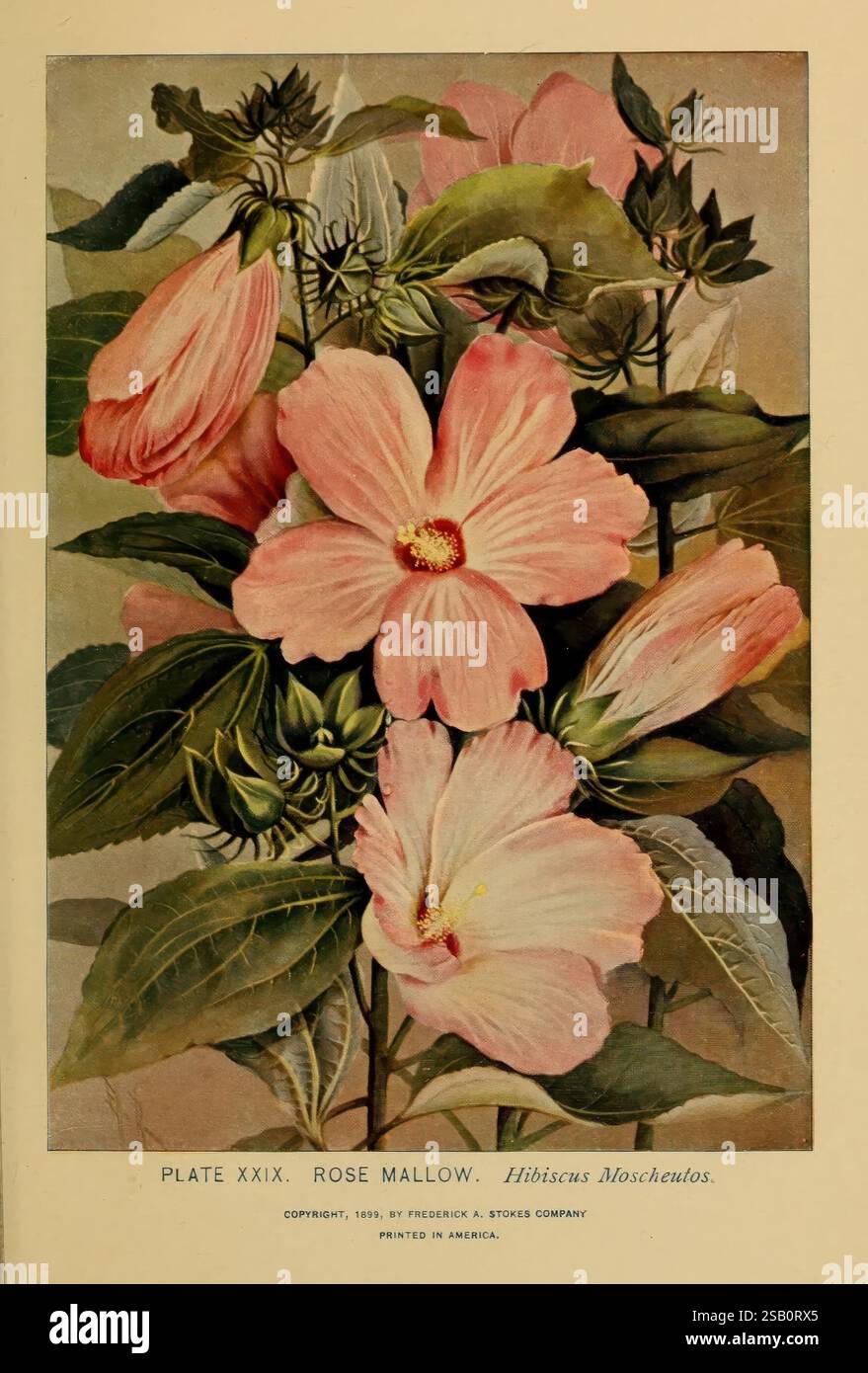 Mallow taxonomy hi-res stock photography and images - Alamy