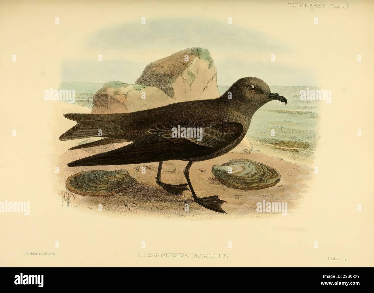 Clams enhance hi-res stock photography and images - Alamy