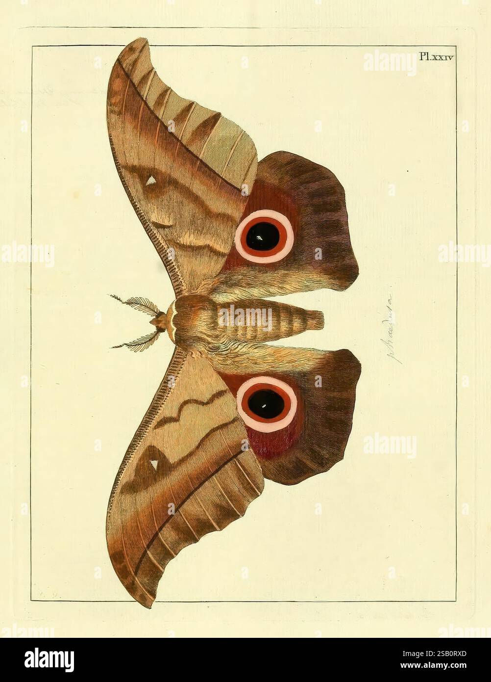 Alluring visual effect hi-res stock photography and images - Alamy