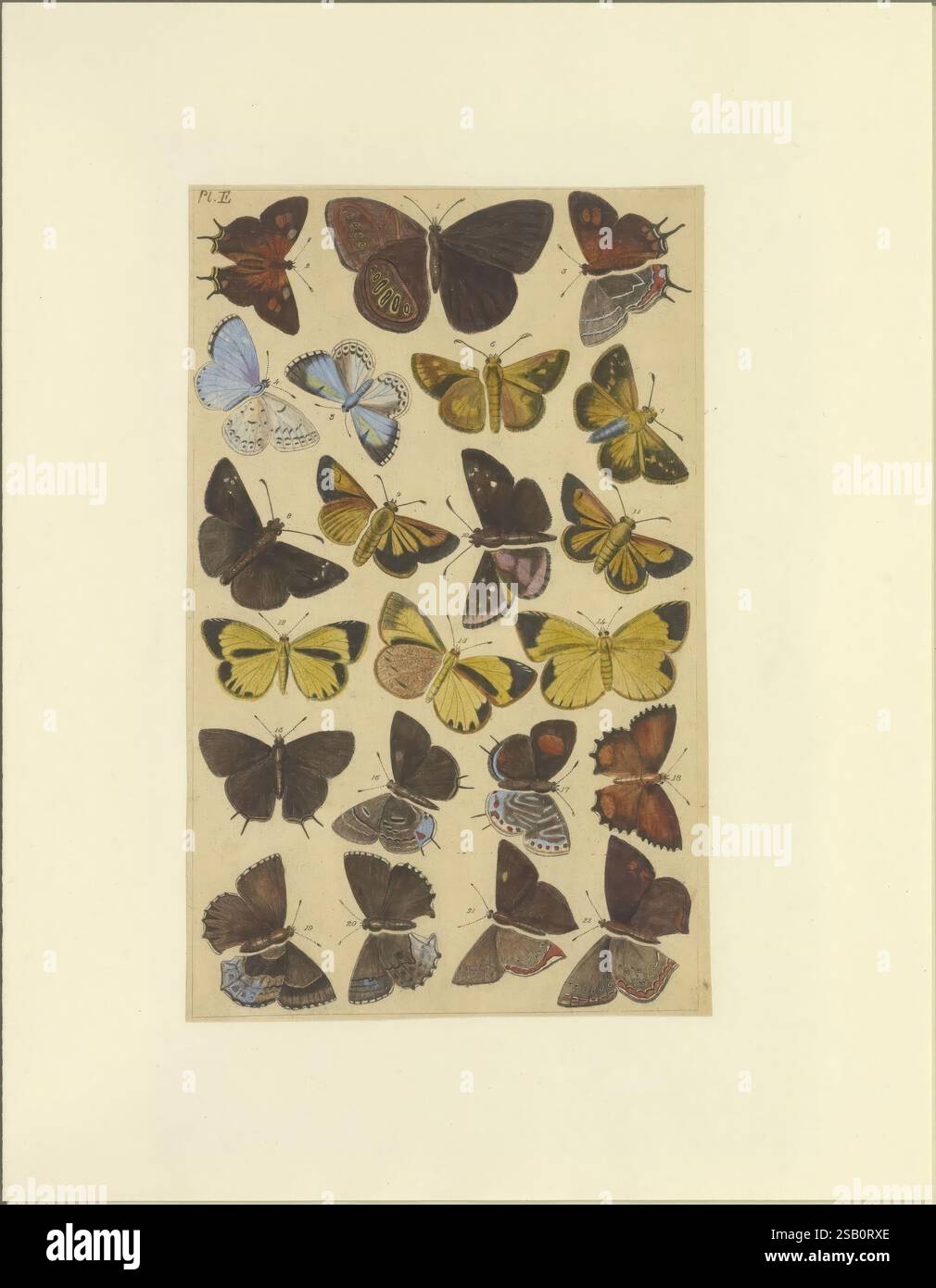 Diverse wing shapes hi-res stock photography and images - Alamy