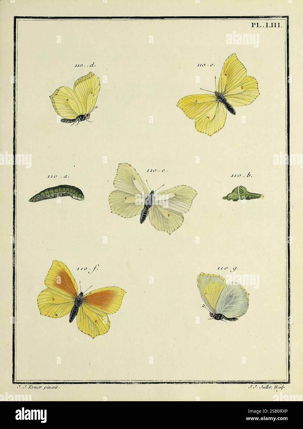 Papillons d'Europe, peints d'après nature, A Paris, Chez P.M ...