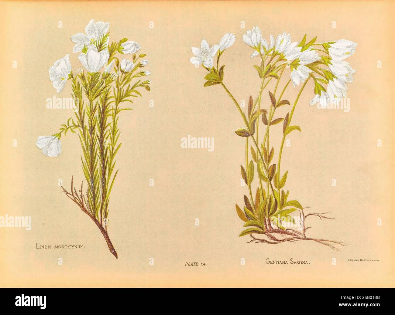 Linum virginicum hi-res stock photography and images - Alamy