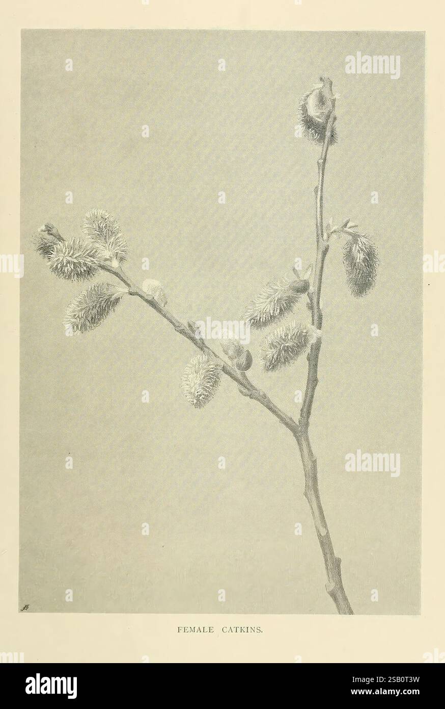 Early signs spring catkin hi-res stock photography and images - Alamy