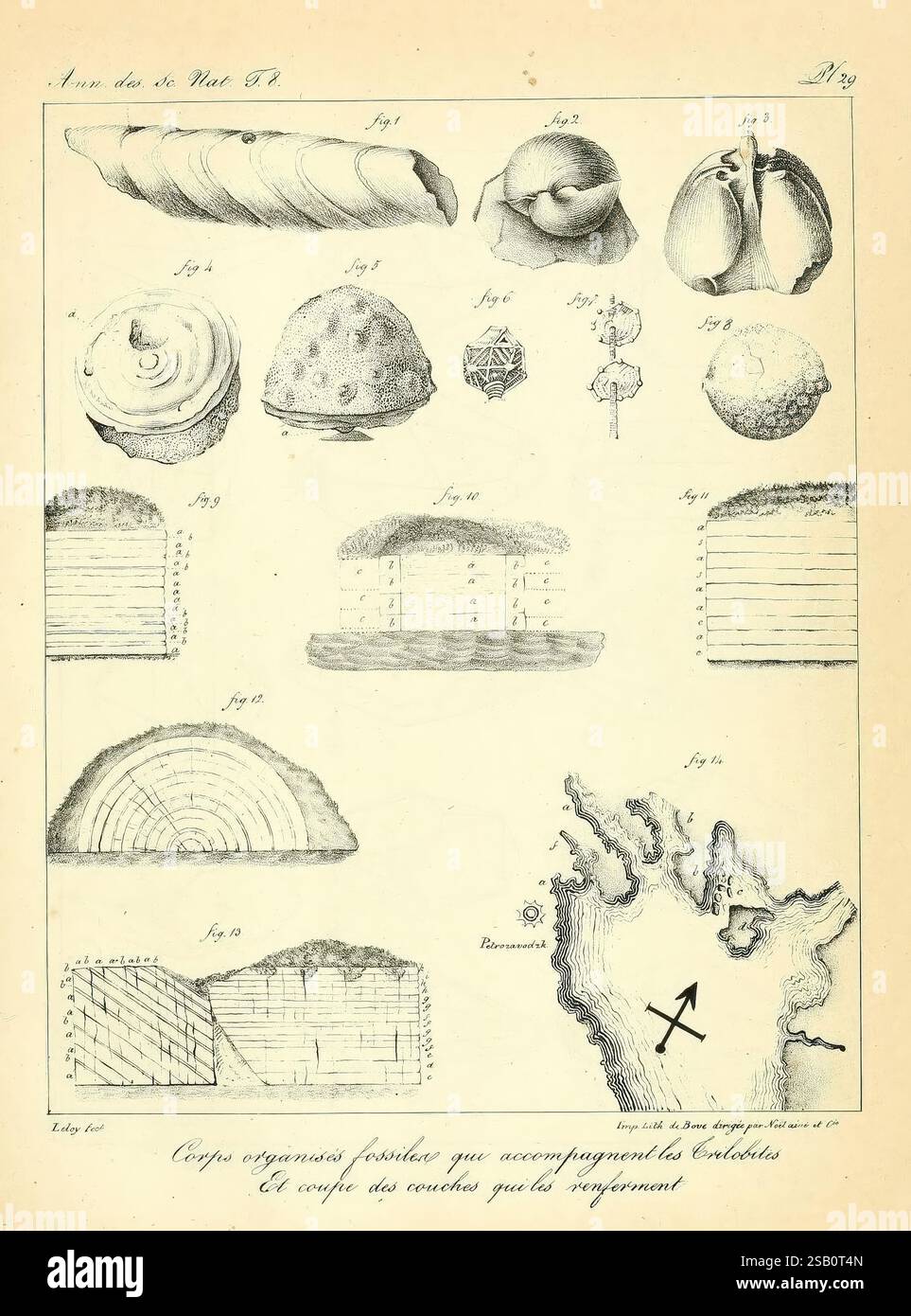 Curved specimens hi-res stock photography and images - Alamy