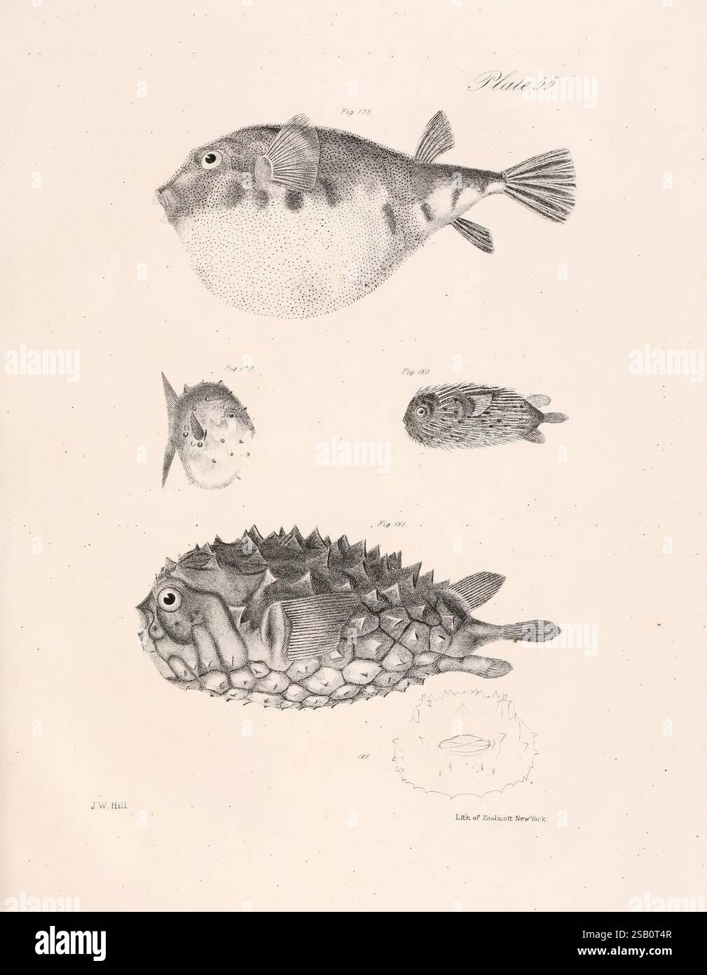 Streamlined fish shown hi-res stock photography and images - Alamy