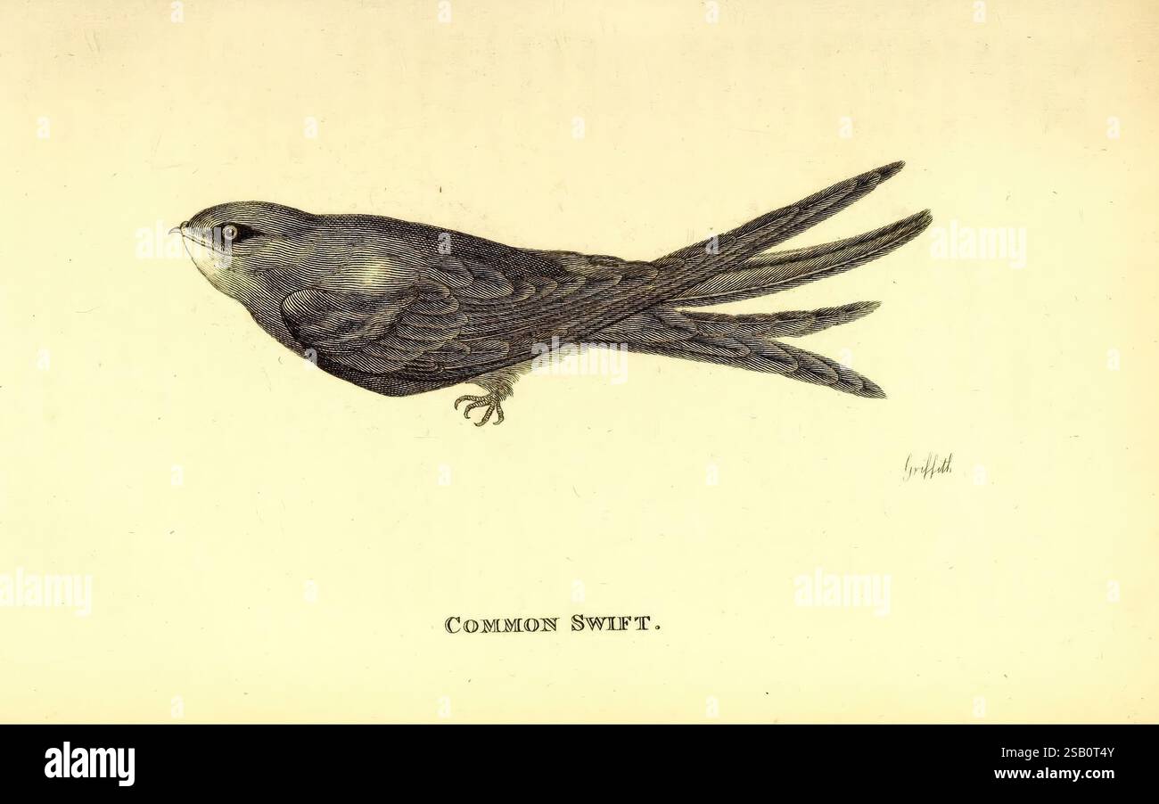 Swifts unique morphology hi-res stock photography and images - Alamy
