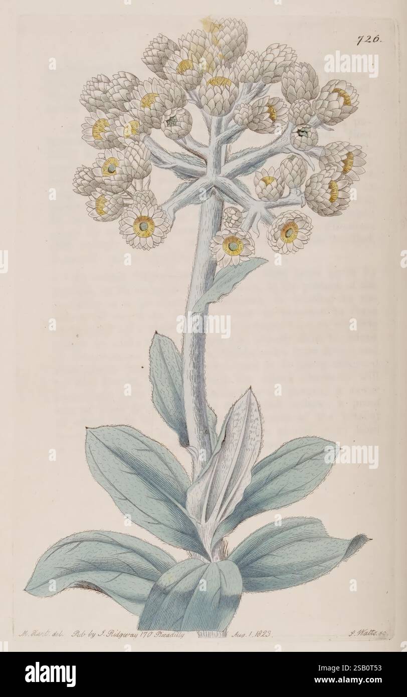 The Botanical register London Printed for James Ridgway 1815-1828 1815 ...