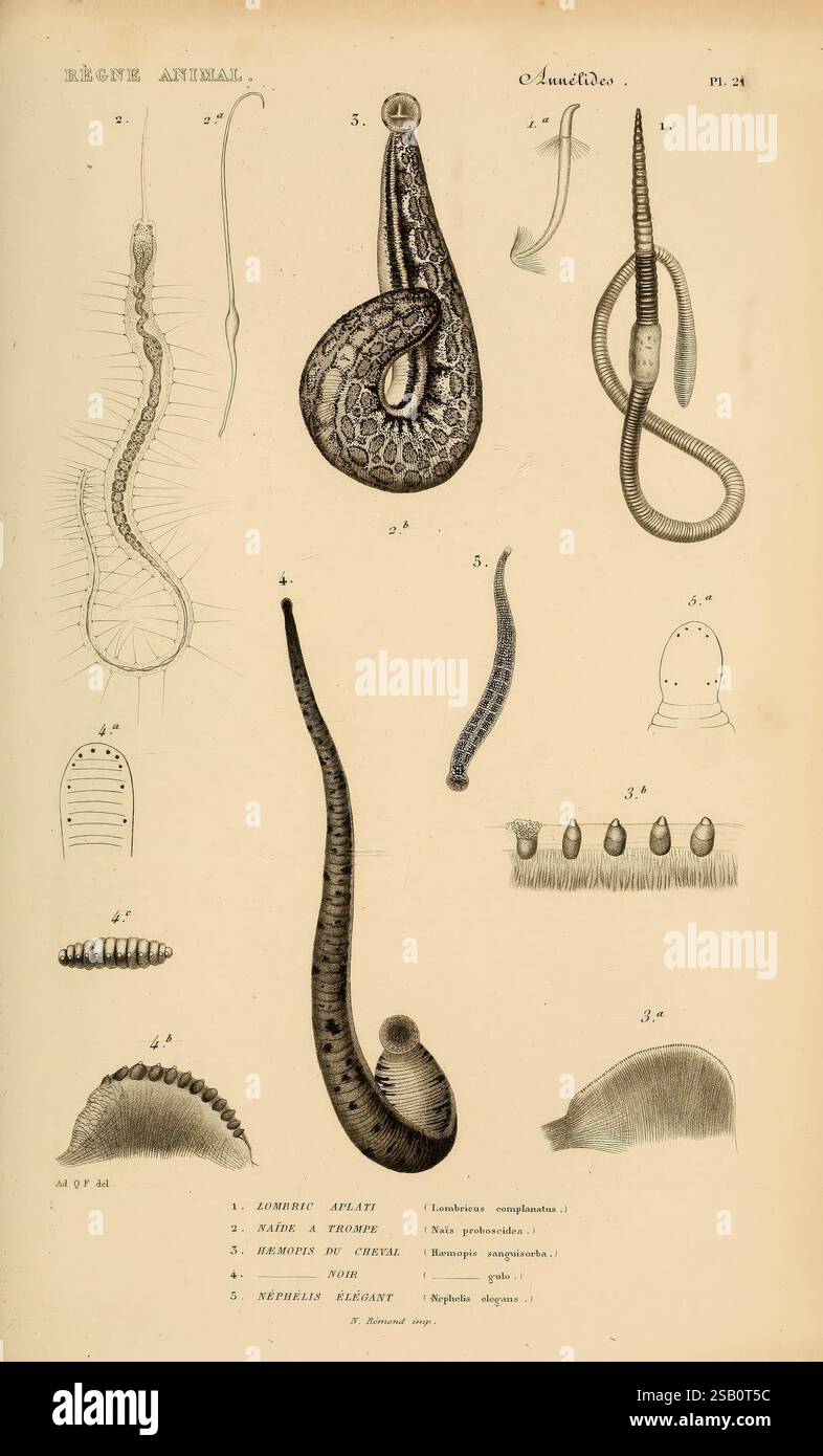 Artistic representation of serpentine anatomy hi-res stock photography ...